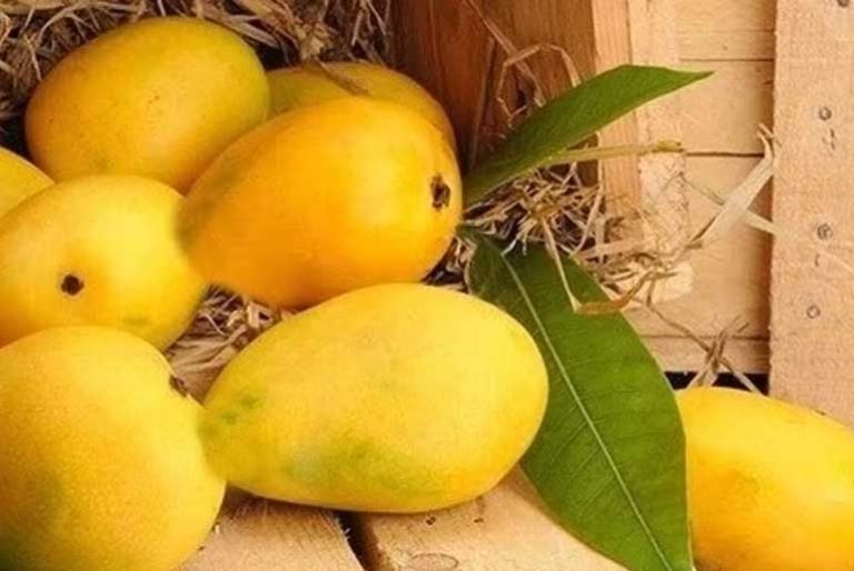 FSSAI Alerts Public: Calcium Carbide in Mango Ripening Poses